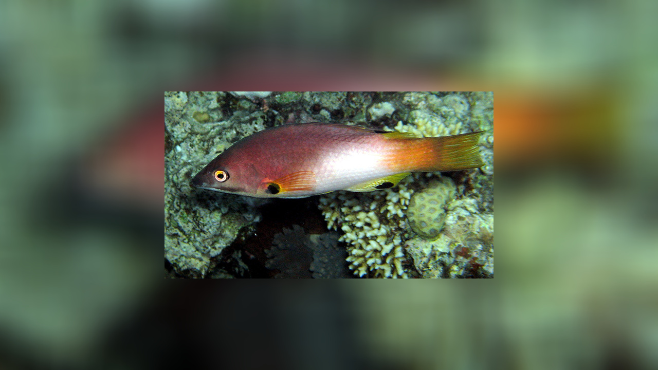 Bodianus axillaris Axil hogfish, Axilspot hogfish, Coral hogfish, Panda ...