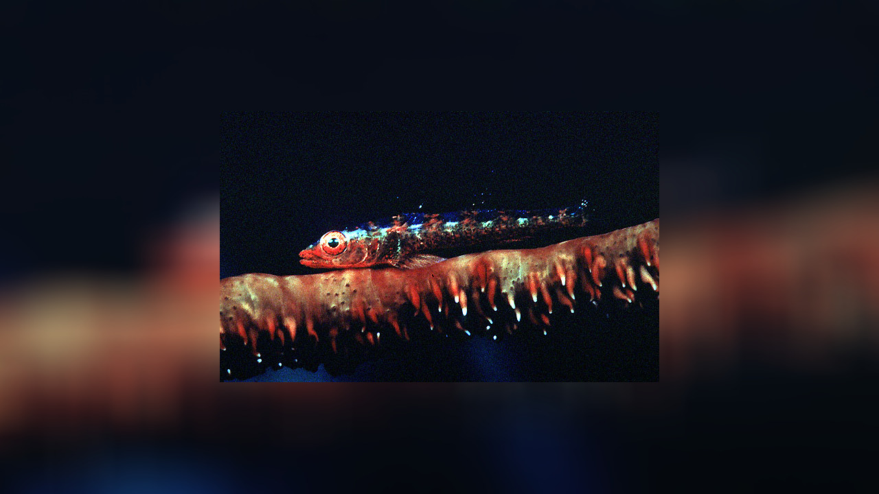 Bryaninops erythrops Erythrops goby