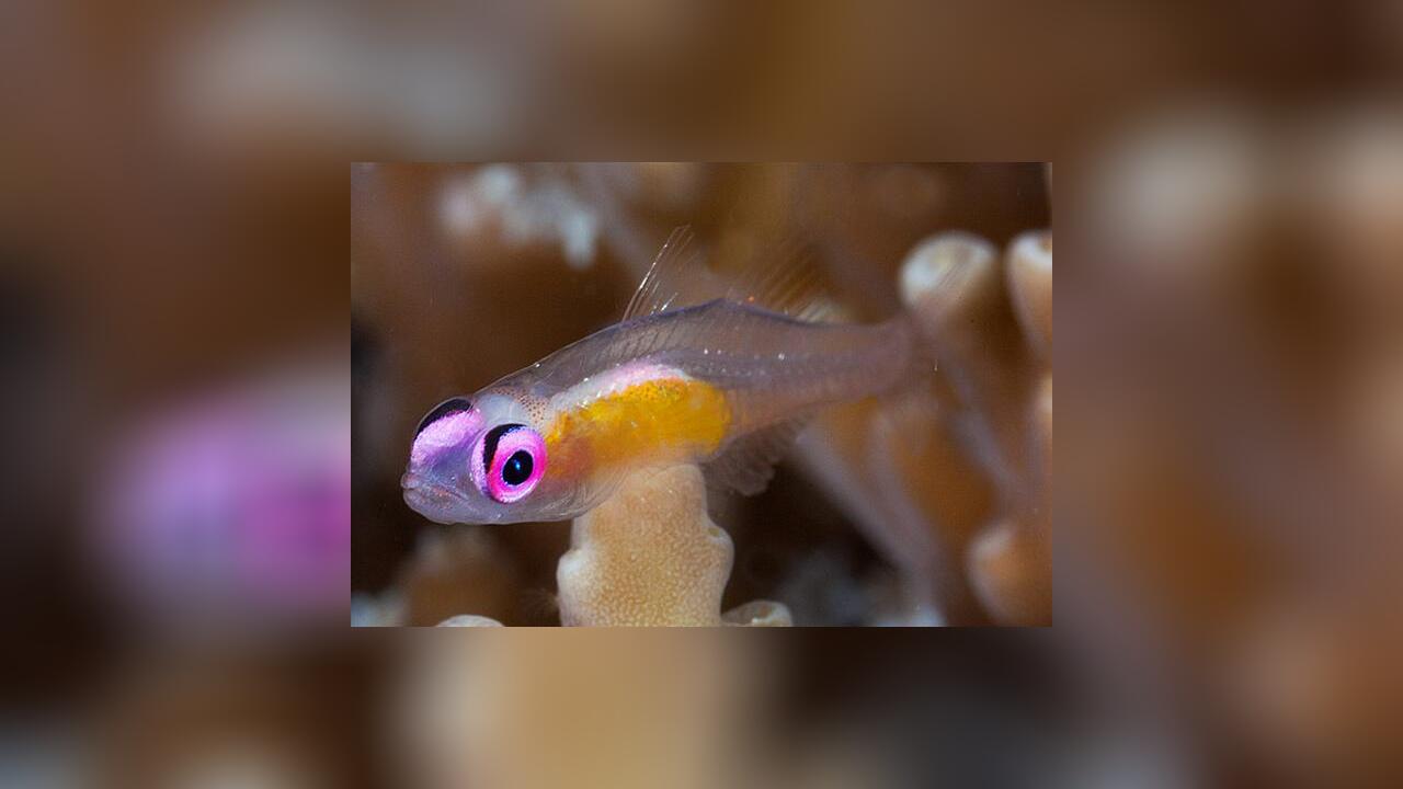 Bryaninops natans Hovering Goby, Purple-eyed Coral-goby, Purple-eyed ...