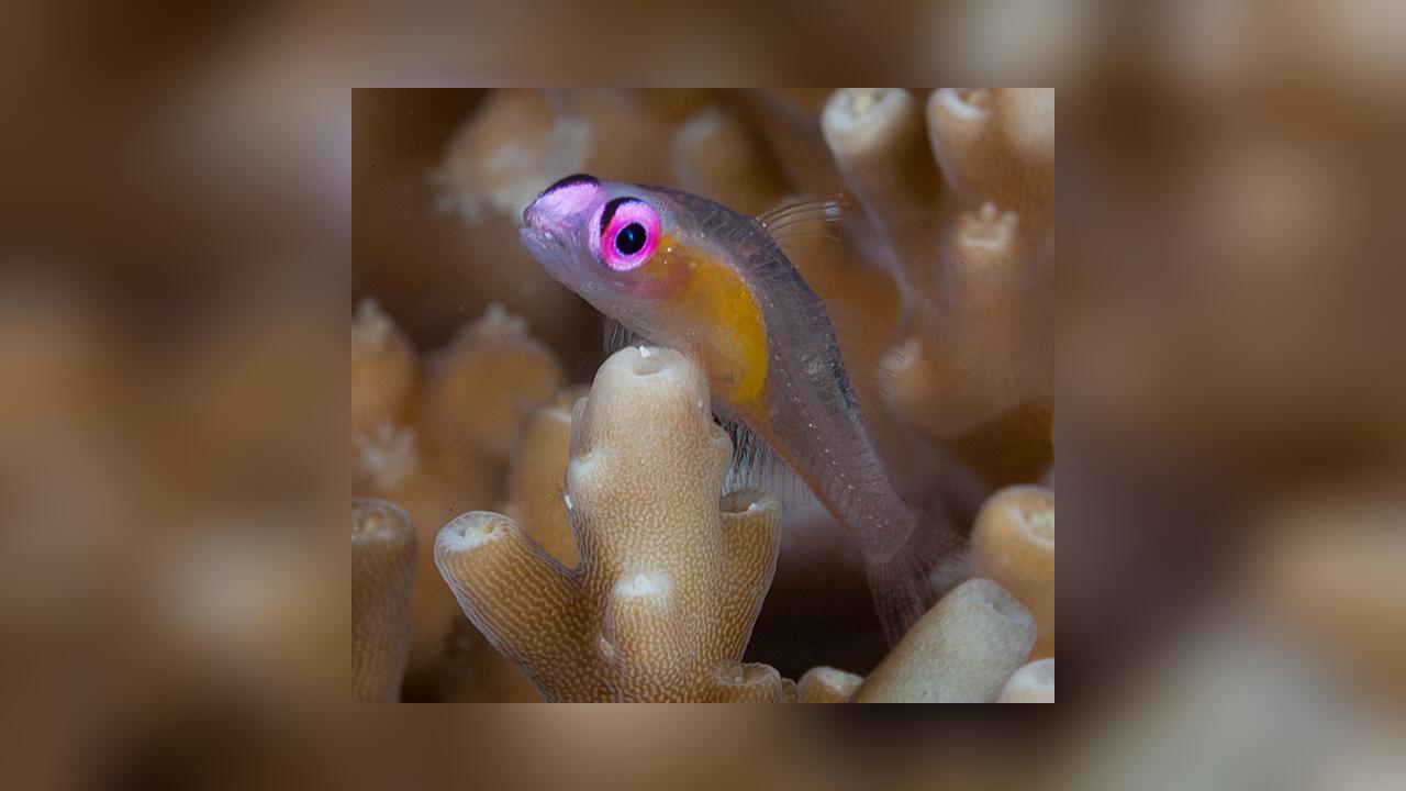 Bryaninops natans Hovering Goby, Purple-eyed Coral-goby, Purple-eyed ...