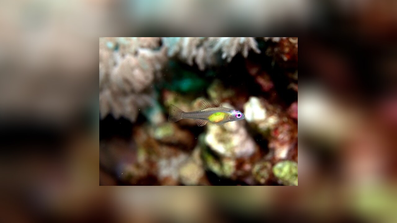 Bryaninops natans Hovering Goby, Purple-eyed Coral-goby, Purple-eyed ...
