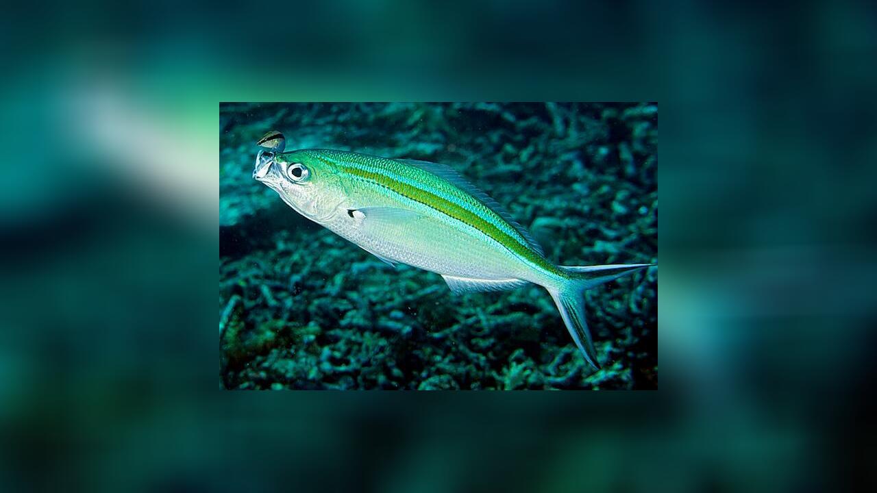 Caesio caerulaurea gold band fusilier