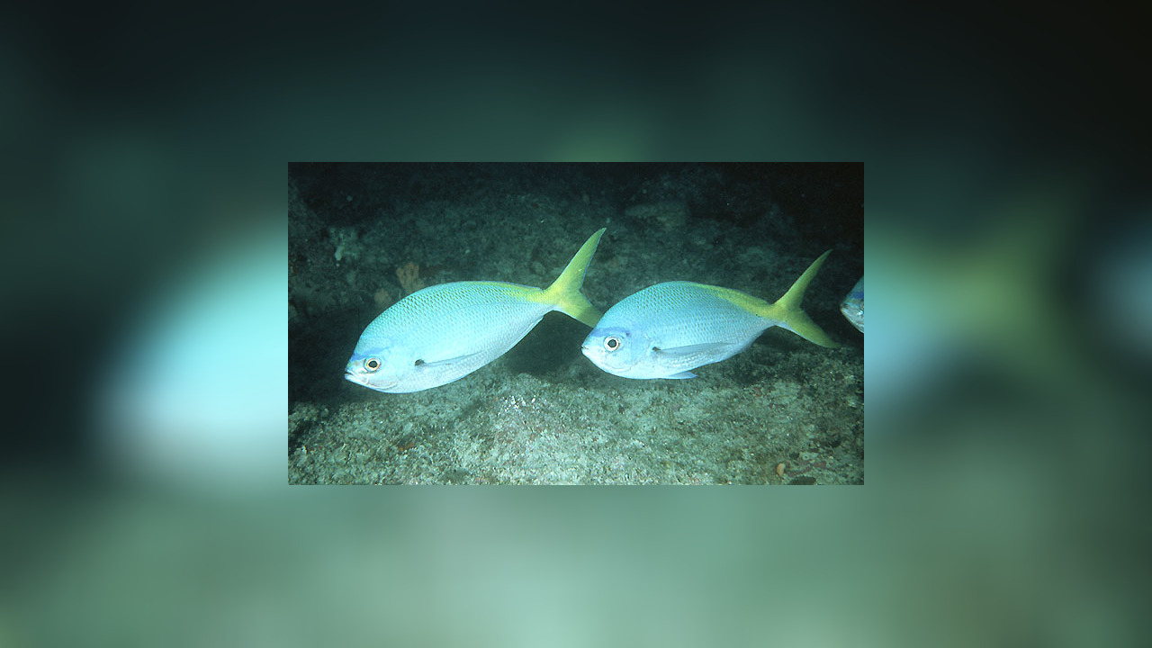 Caesio cuning Hochrücken-Füsilier