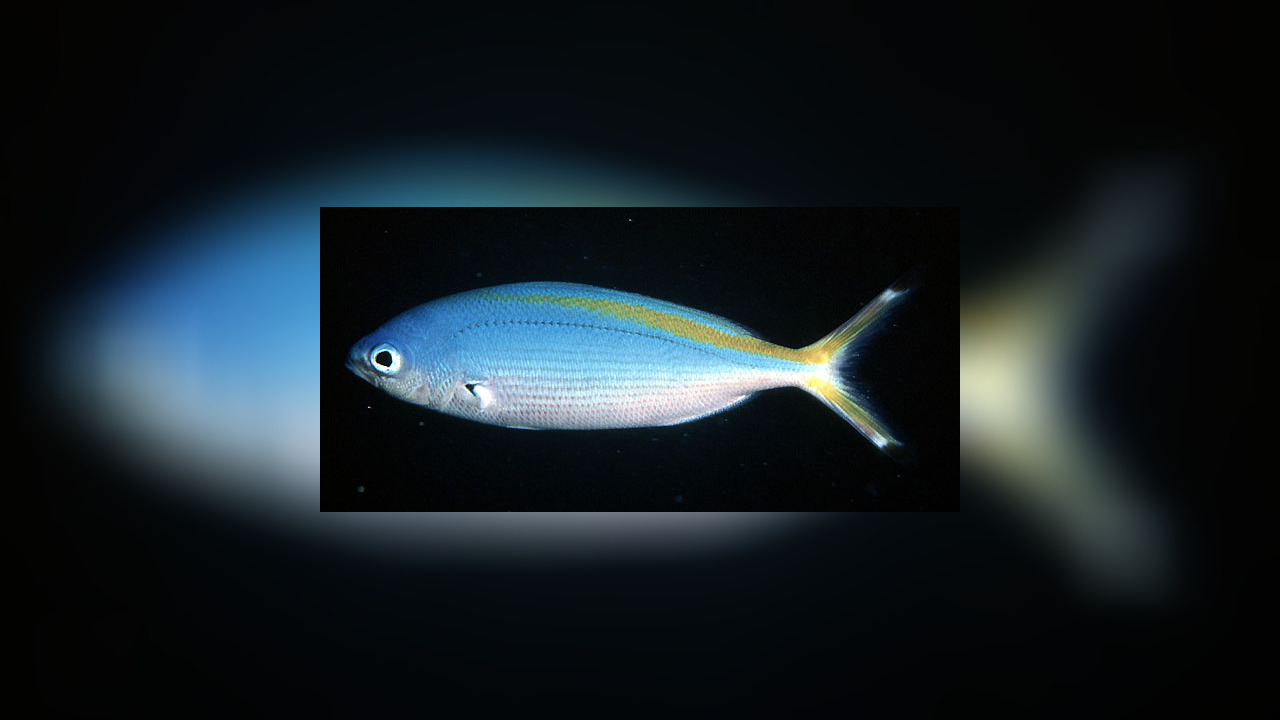 Caesio suevica Suez fusilier