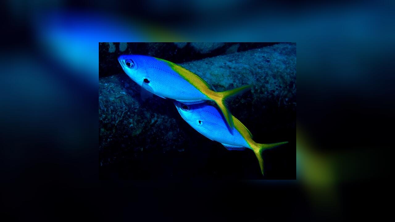 Caesio teres Blue and Gold Fusilier, Yellow and Blueback Fusilier ...