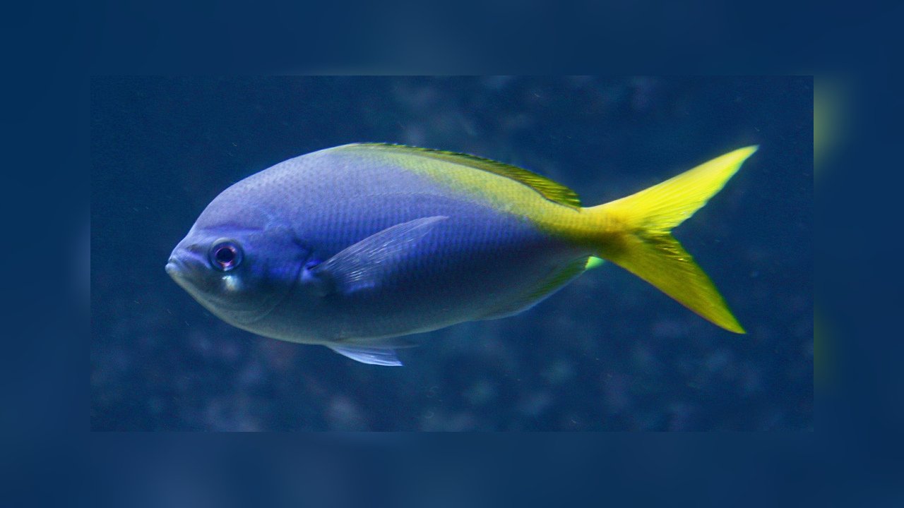 Caesio teres Blue and Gold Fusilier, Yellow and Blueback Fusilier ...