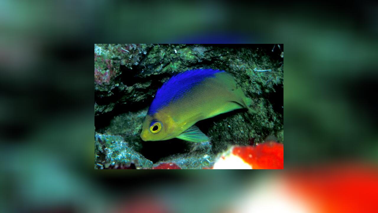 Centropyge colini Cocos-Keeling angelfish, Colin's Angelfish