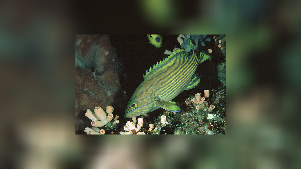 Cephalopholis polleni Harlequin hind