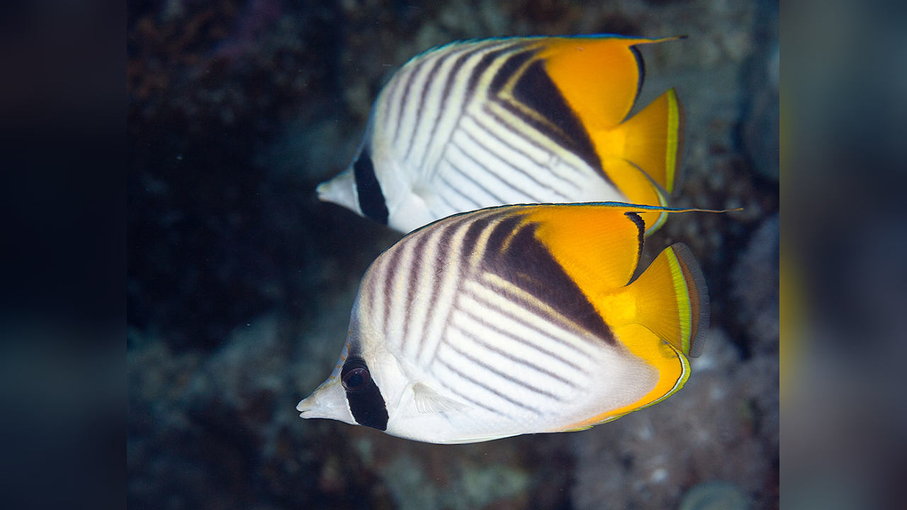 Chaetodon auriga Fähnchen - Falterfisch
