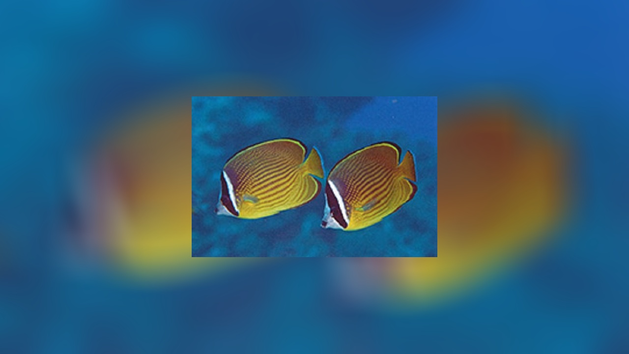 Chaetodon auripes Japanischer Halsband-Falterfisch