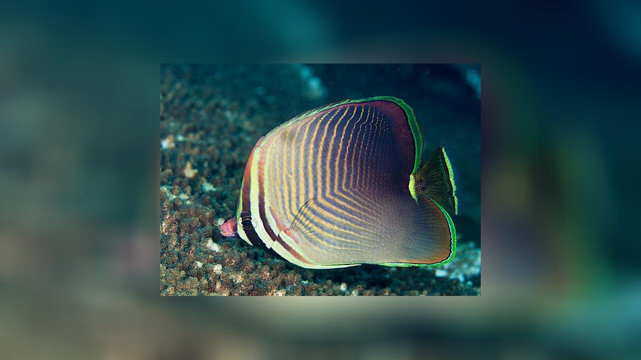 Chaetodon baronessa Eastern triangular butterflyfish