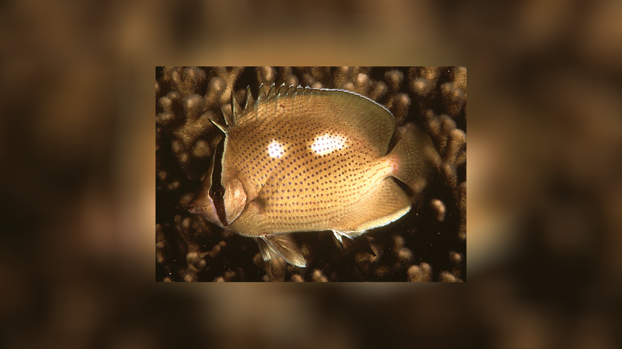 Chaetodon citrinellus Citron Butterfly, Citron Butterflyfish, Citron ...