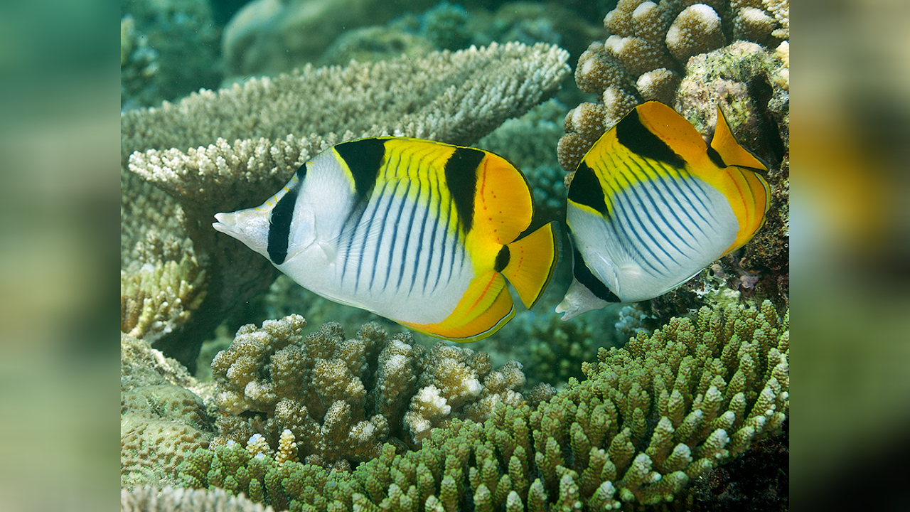 Chaetodon falcula Blackwedged butterflyfish