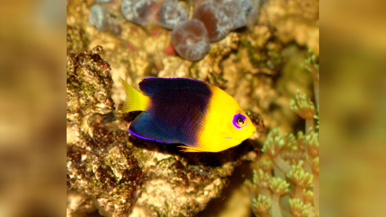 Centropyge joculator Cocos-Zwergkaiserfisch