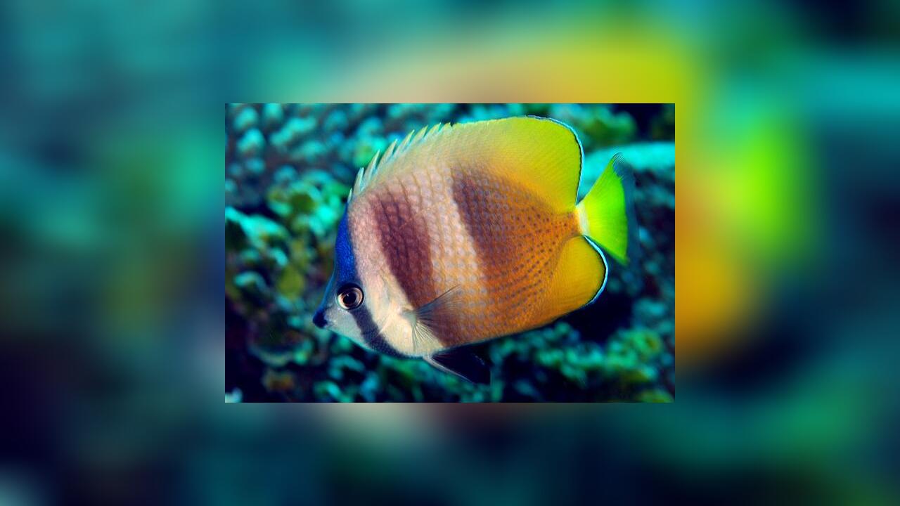 Chaetodon kleinii Klein`s Falterfisch