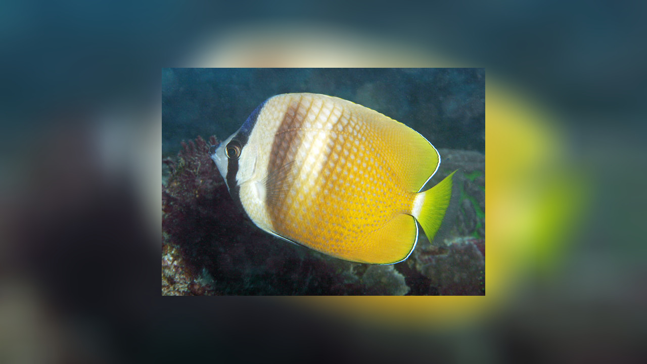 Chaetodon kleinii Blacklip Butterflyfish, Brown Butterflyfish, Klein’s ...