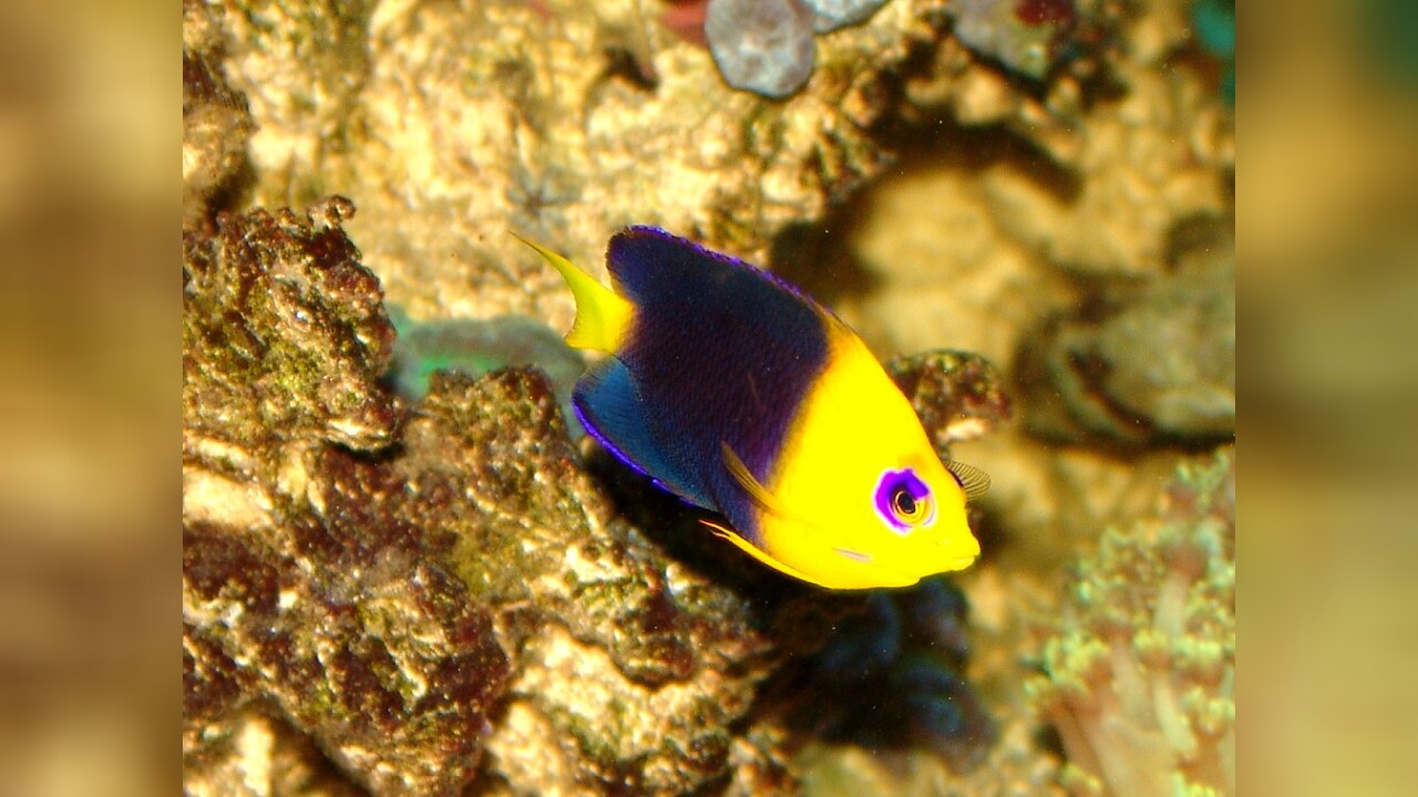 Centropyge joculator Cocos-Zwergkaiserfisch