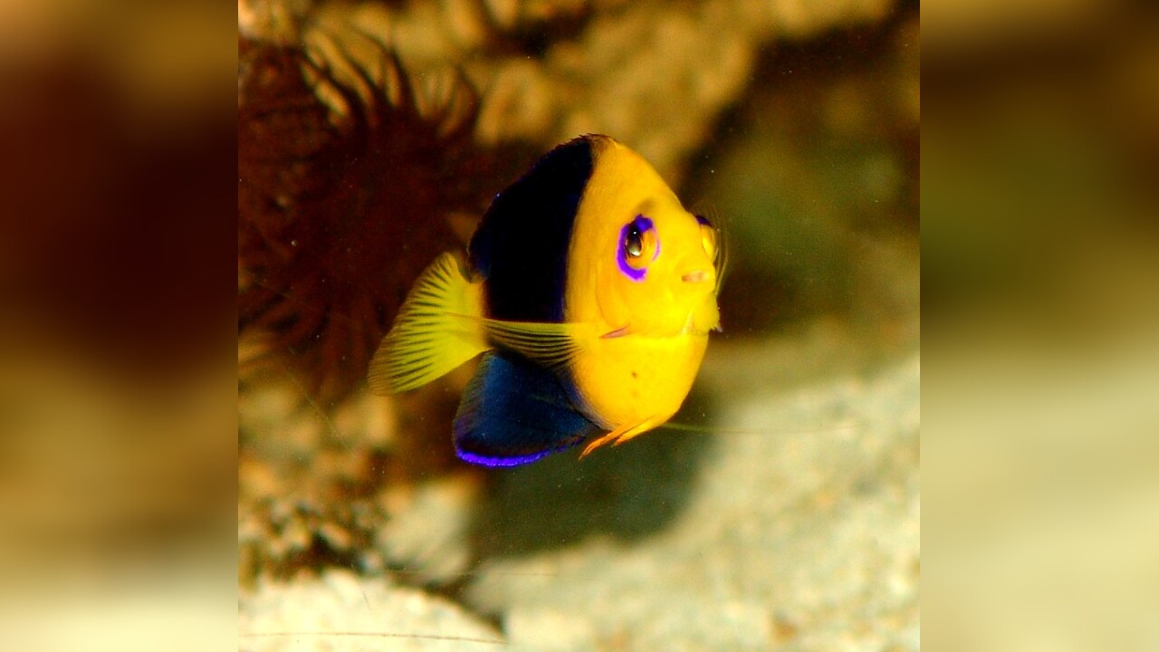 Centropyge joculator Cocos-Zwergkaiserfisch