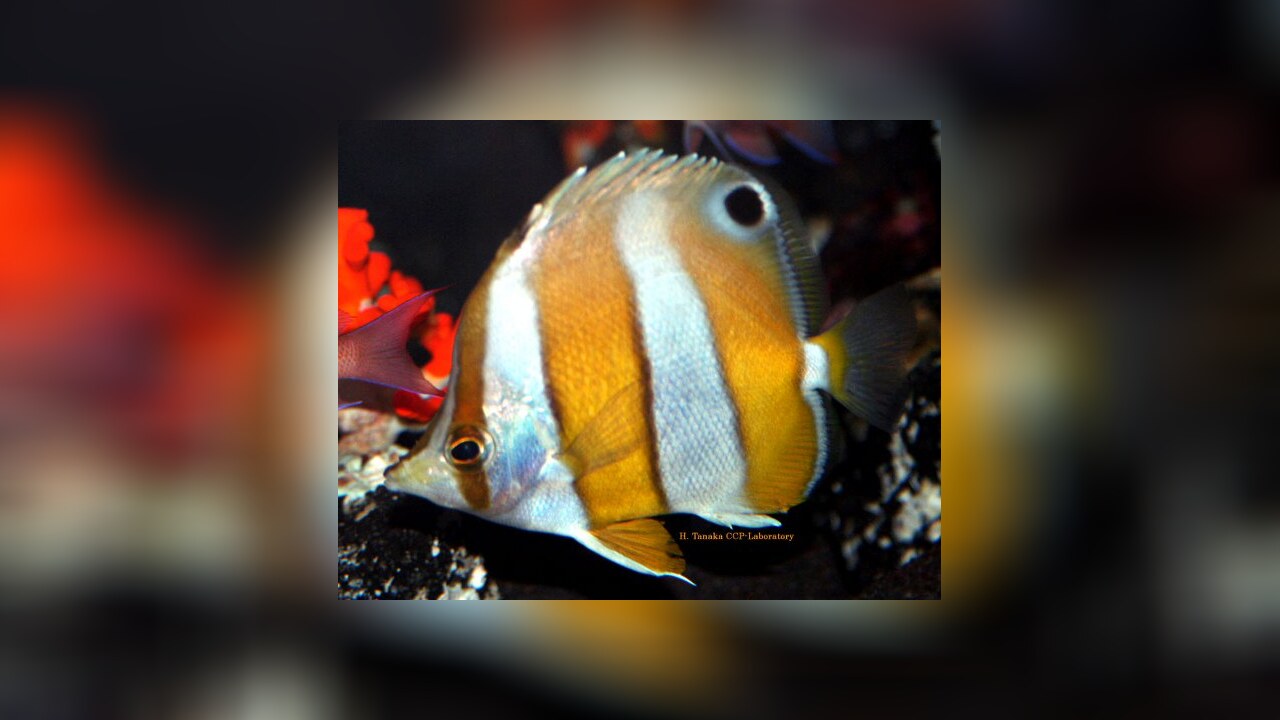 Roa modestus Brown-banded butterflyfish
