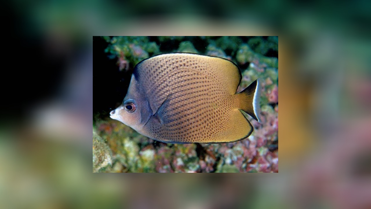Chaetodon nigropunctatus Black-spotted butterflyfish