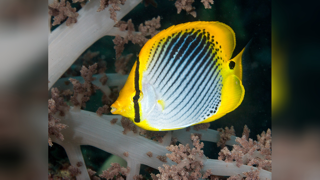 Chaetodon ocellicaudus Spot-tail butterflyfish