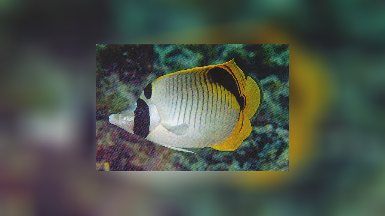 Chaetodon oxycephalus Spot-nape butterflyfish