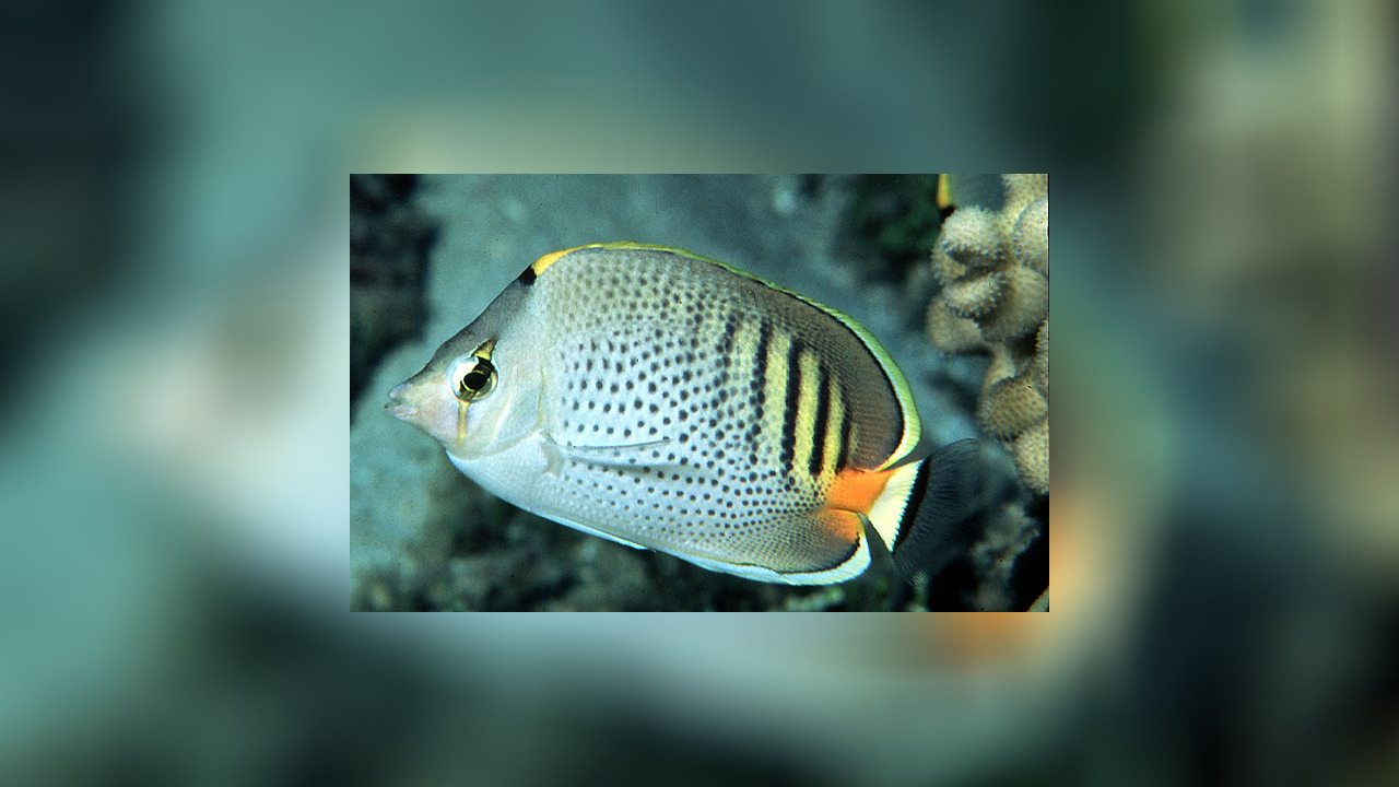 Chaetodon punctatofasciatus Punktstreifen-Falterfisch
