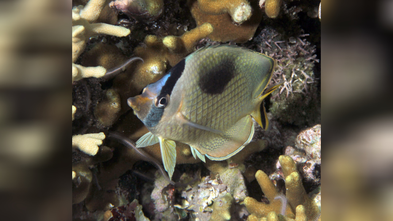Chaetodon rafflesii Latticed Butterflyfish, Latticed Butterfly-fish ...