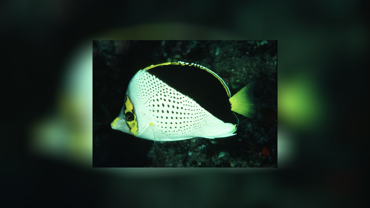 Chaetodon tinkeri Hawaiian butterflyfish