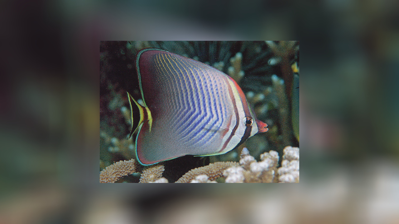 Chaetodon triangulum Triangle butterflyfish
