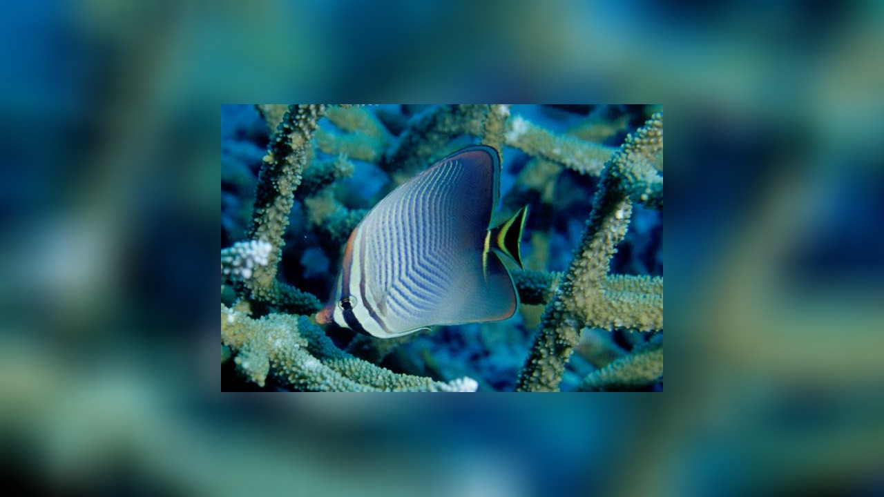 Chaetodon triangulum Triangle butterflyfish