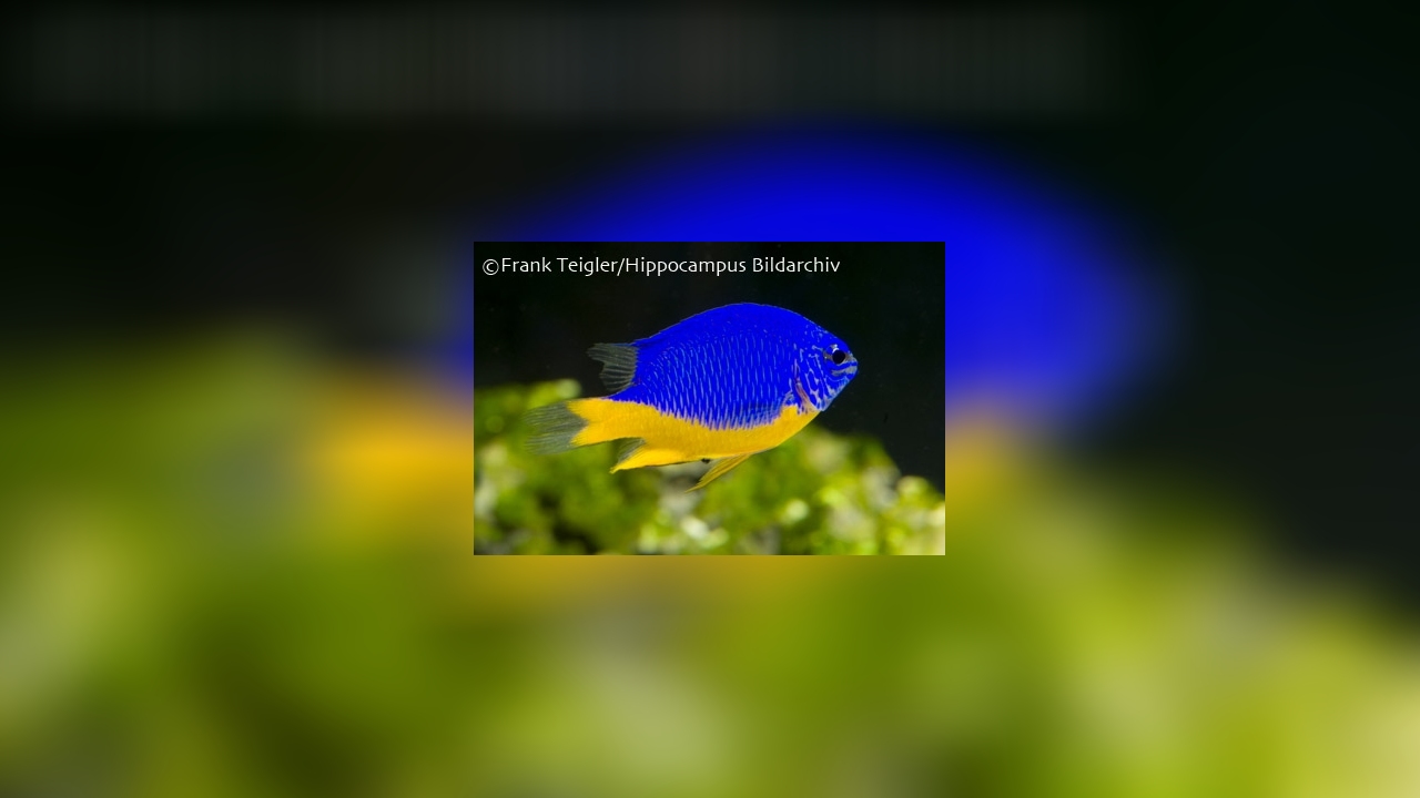 Chrysiptera hemicyanea Arzur-Riffbarsch