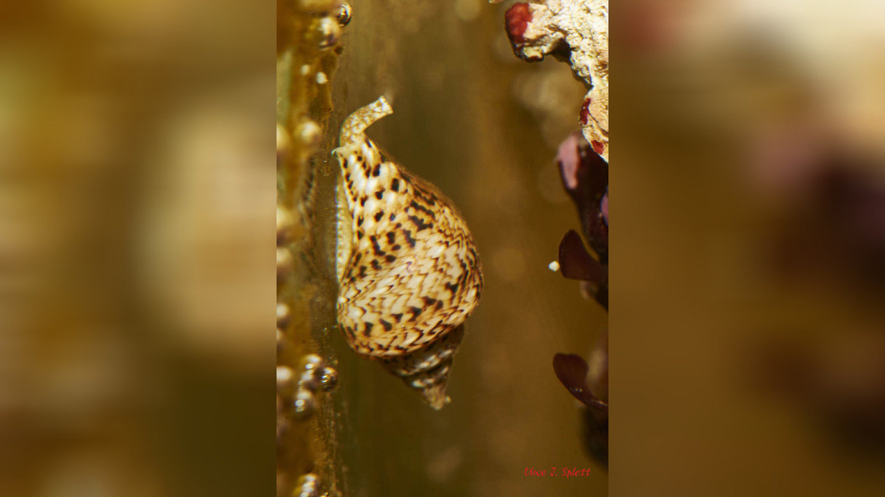 Euplica sp.02 - diverse Täubchenschnecke