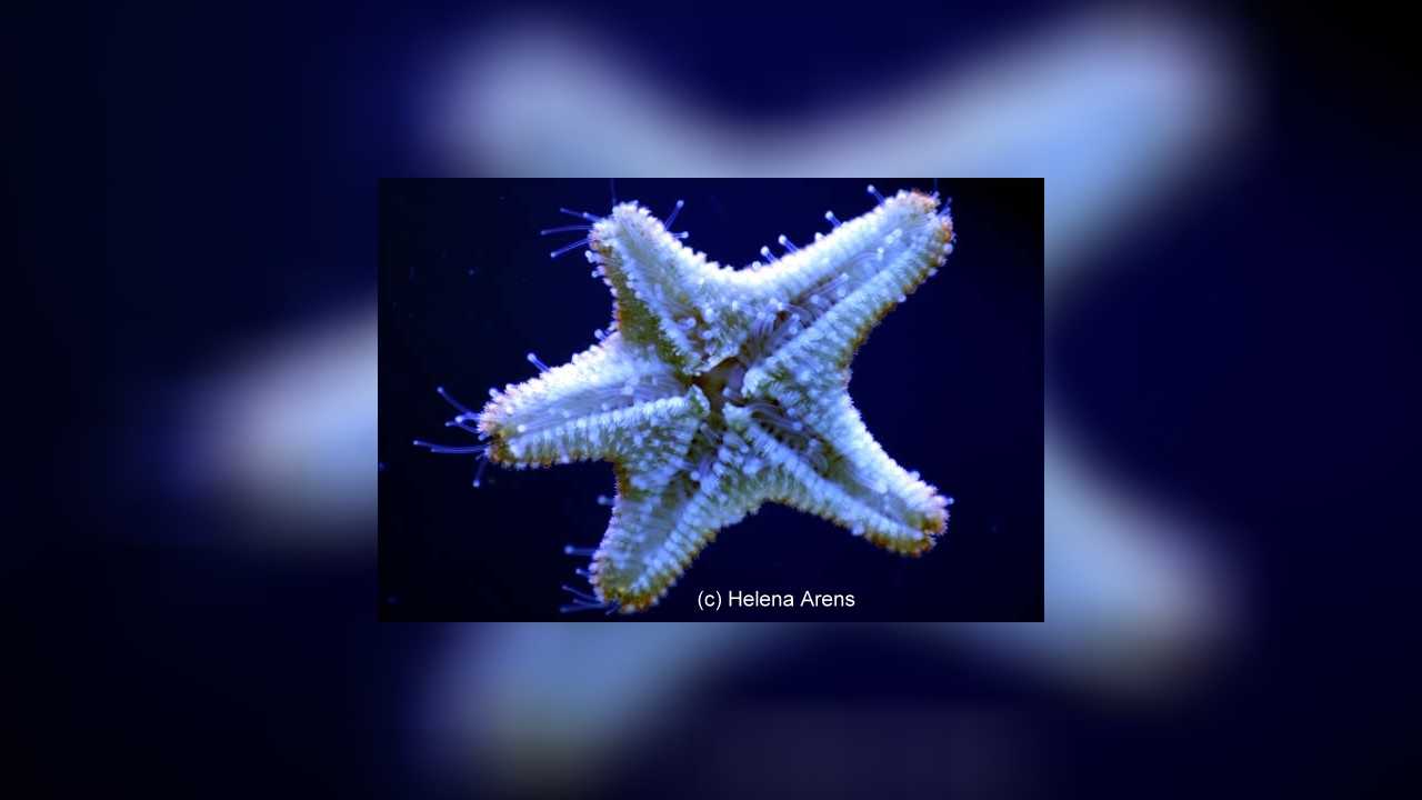 Asterina sp. 01 Sea Star