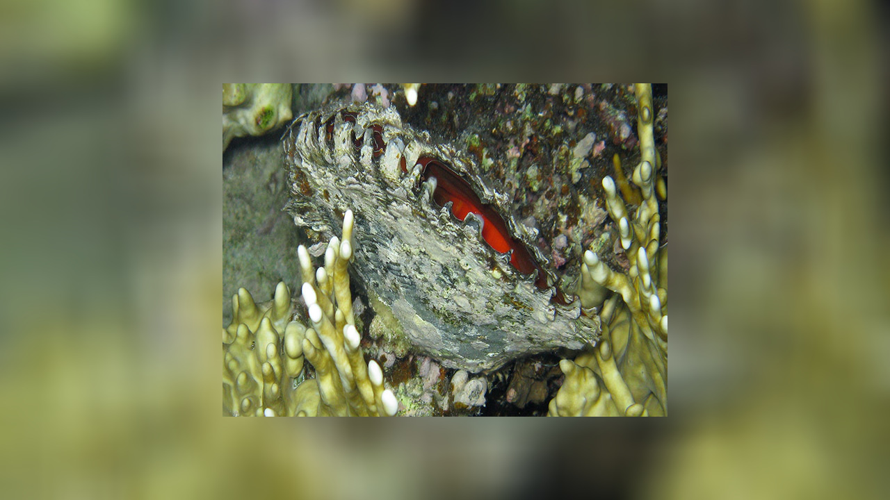 Pinctada margaritifera Perlauster