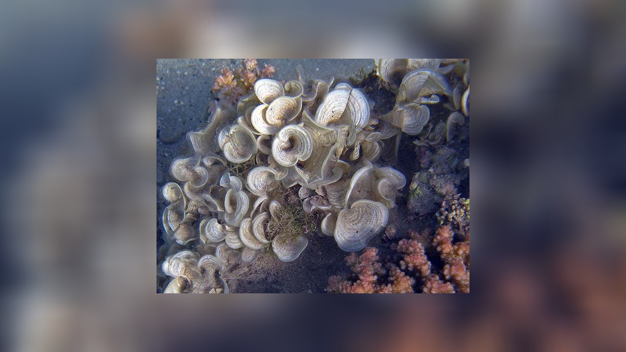 Padina pavonica Algae