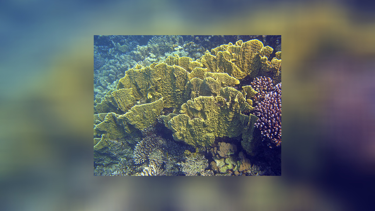 Millepora platyphylla Platten-Feuerkoralle
