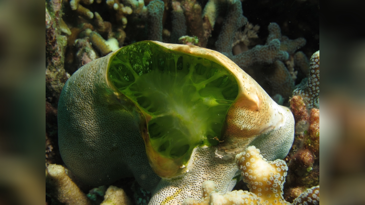 Didemnum molle Grüne Riffseescheide
