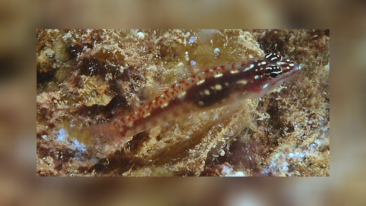Eviota prasites Hairfin Pygmy Goby, Hair-fin Pygmy-goby, Prasites Pygmy ...