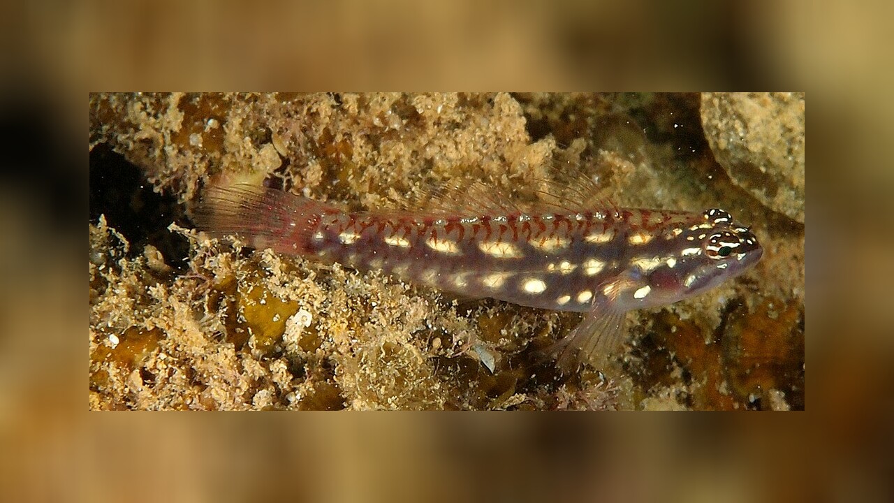Eviota prasites Hairfin Pygmy Goby, Hair-fin Pygmy-goby, Prasites Pygmy ...