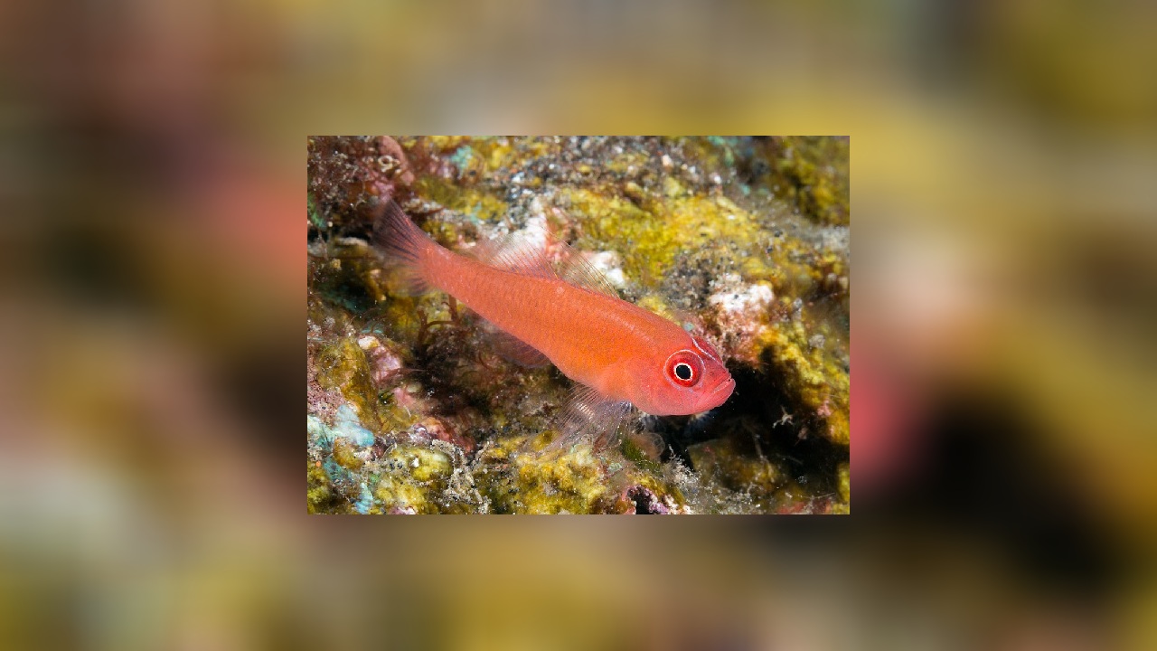 Trimma benjamini Redface Dwarfgoby, Redface Goby, Ringeye Pygmy Goby ...
