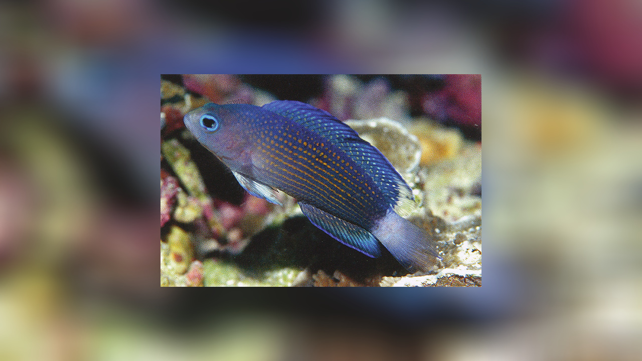 Manonichthys alleni Sabah dottyback