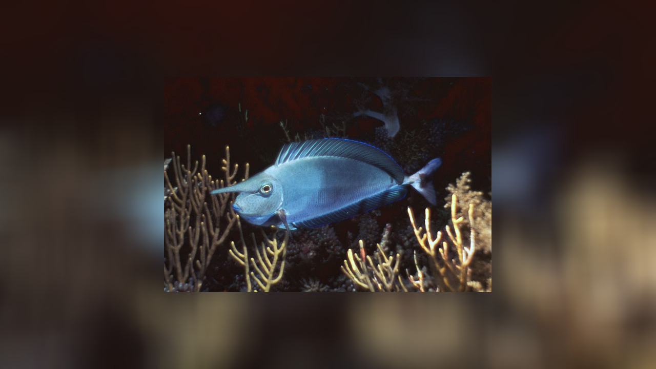 Naso annulatus Ringtailed Unicornfish, Ring-tailed Unicornfish, Ring ...