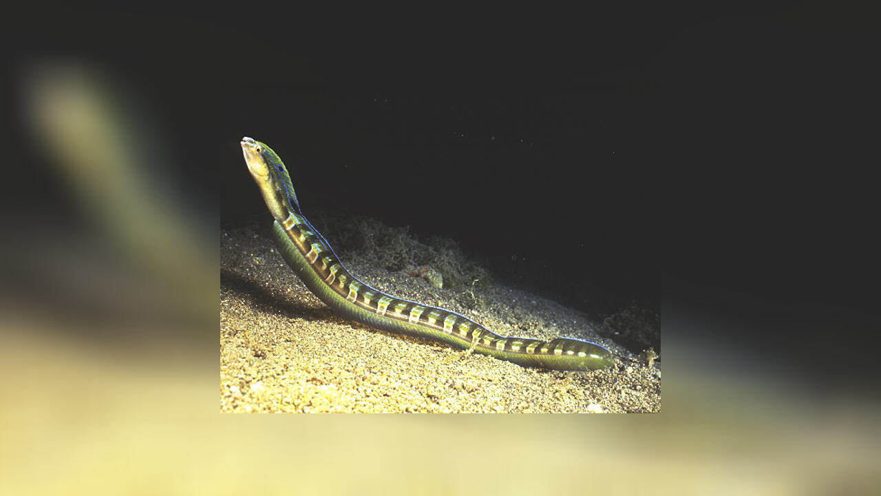 Xiphasia setifer Eel Blenny, Hair-tail Blenny, Snake Blenny