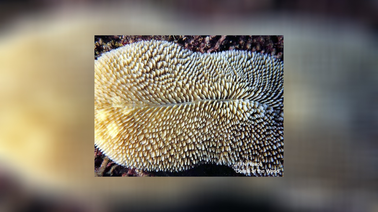 Ctenactis echinata Pilzkoralle