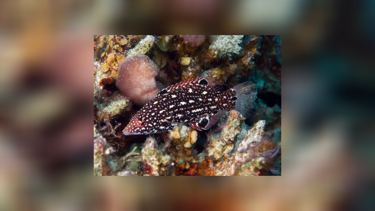 Bodianus diana Diana's Hogfish, Fourspot Hogfish, Indian Diana's ...