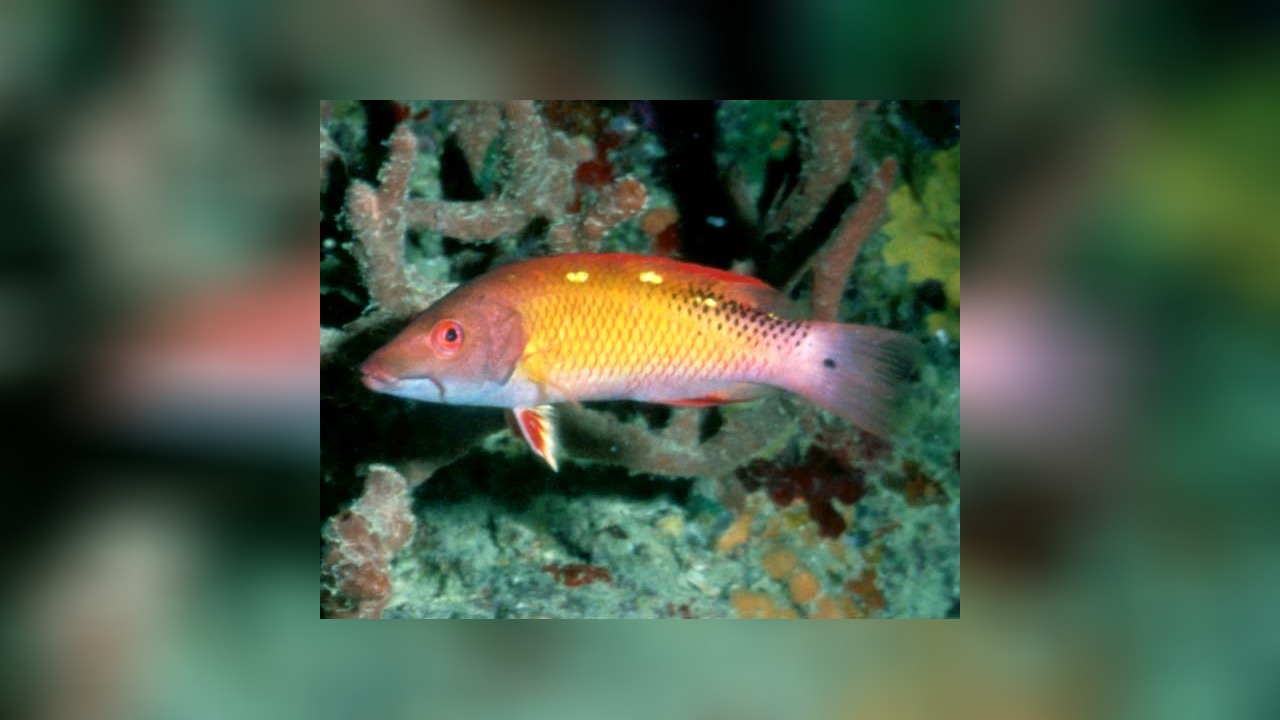 Bodianus diana Diana's Hogfish, Fourspot Hogfish, Indian Diana's ...