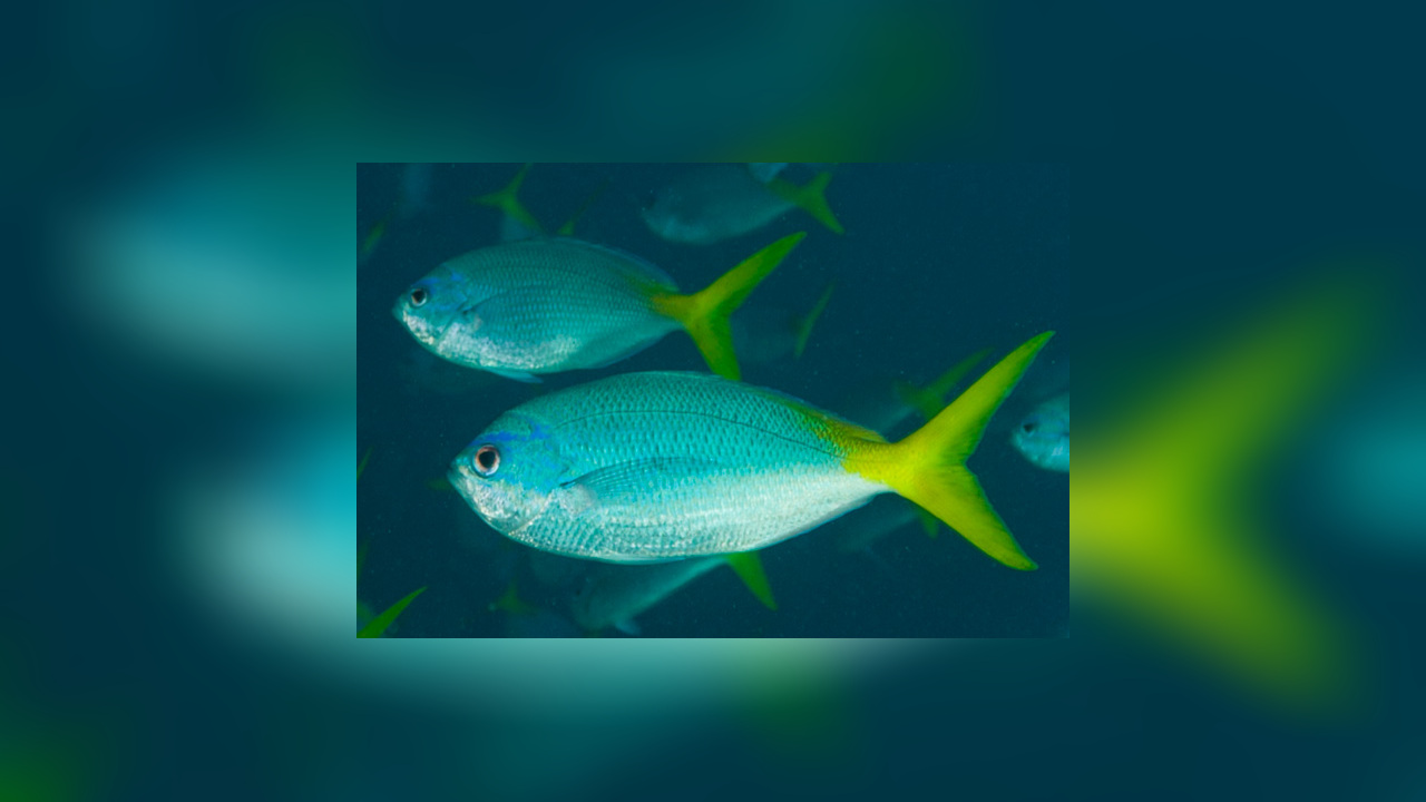 Caesio cuning Hochrücken-Füsilier