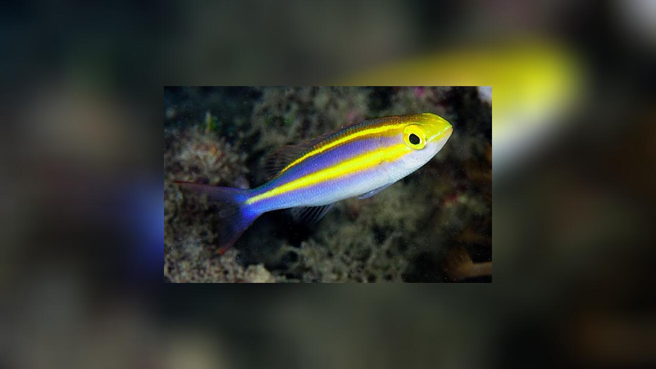 Pentapodus emeryii Blue Whiptail, Double Whiptail, Purple Threadfin ...