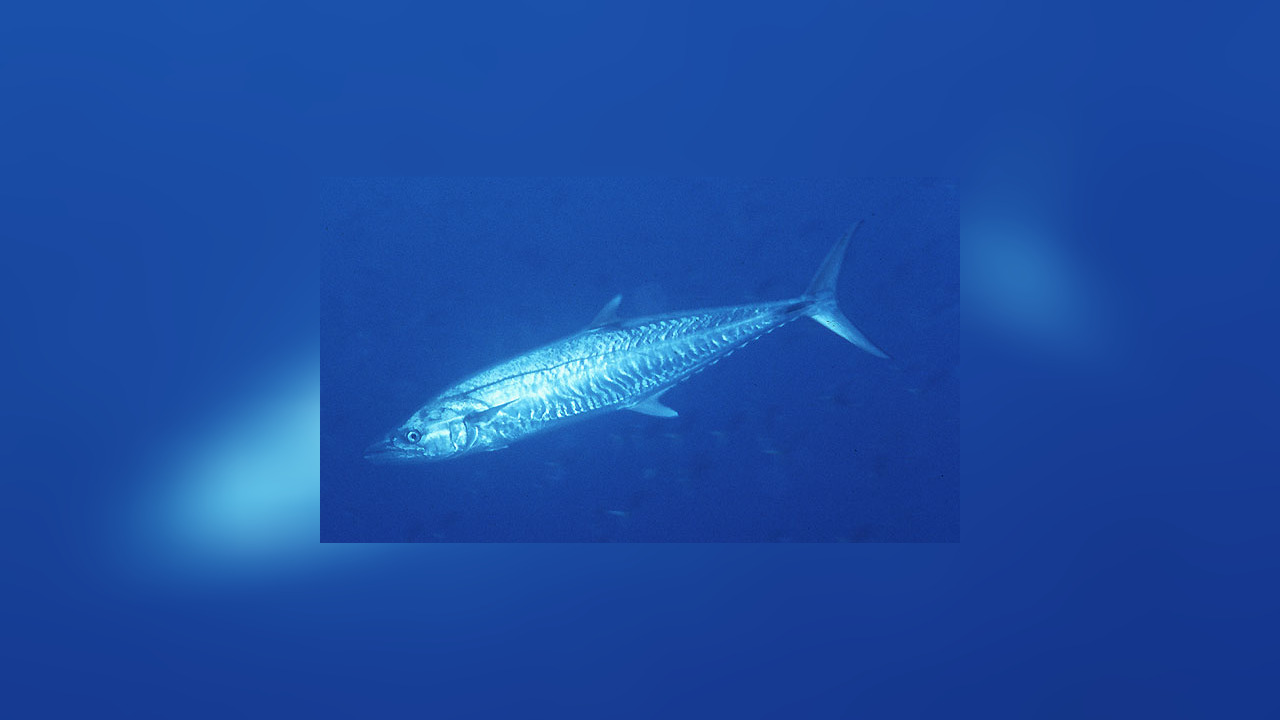 Scomberomorus commerson Torpedo-Makrele